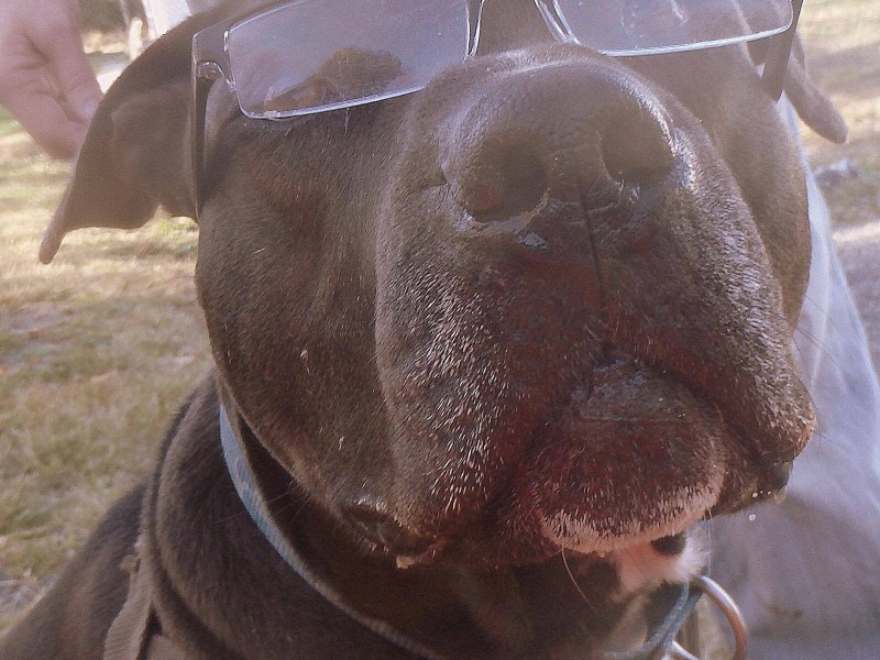 Pets in Need of Homes: Brutie (Brought to You by A Furry Tail Come True ...