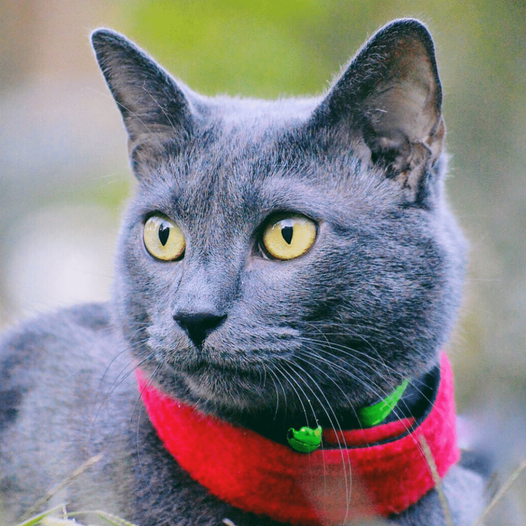 Police Investigating After Cat is Shot with BB Gun – Saucon Source