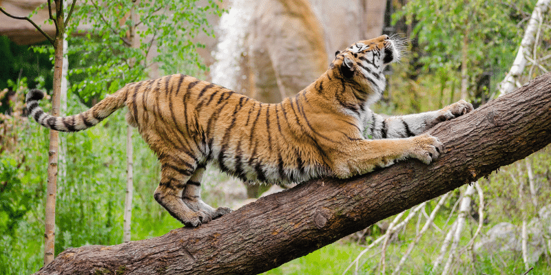 Learn About Role of Zoos in New NCC Course – Saucon Source