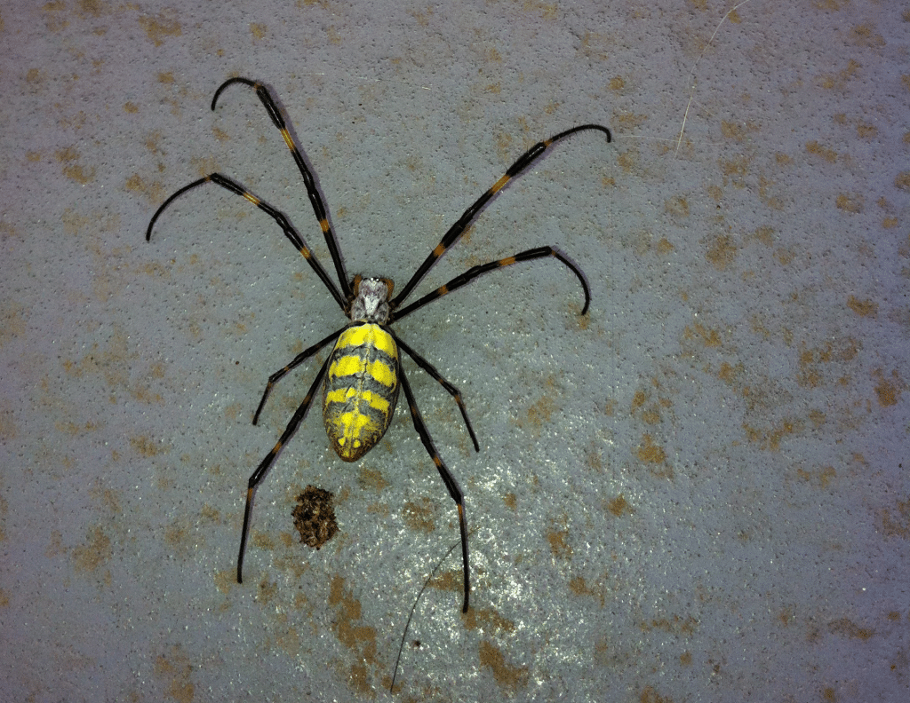 New Arachnids on the Block: Will Jorō Spiders Parachute Into PA ...